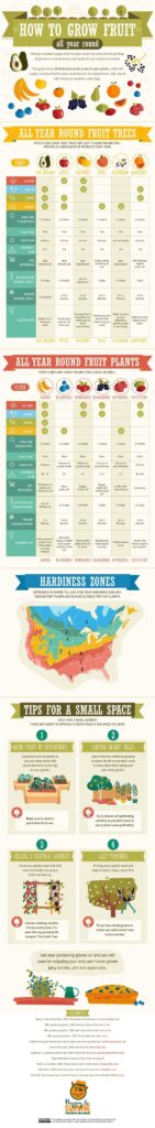 Growing Fruits in Your Garden All Year Round - Infographic - Survival ...